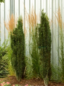 Columnar Hedge Type Plants - Neighborhood Nursery