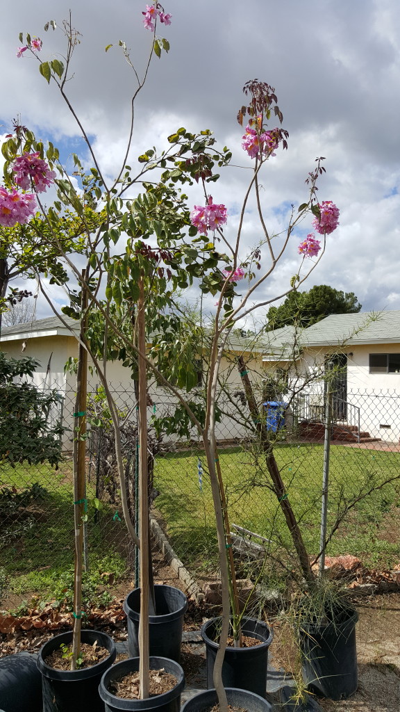 Tabebuia impetiginosa (Tabebuia ipe) – Pink Trumpet Tree - Neighborhood ...