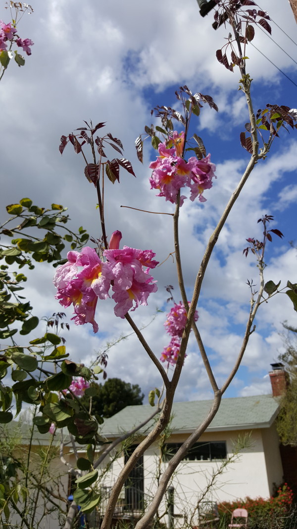 Tabebuia impetiginosa (Tabebuia ipe) – Pink Trumpet Tree - Neighborhood ...