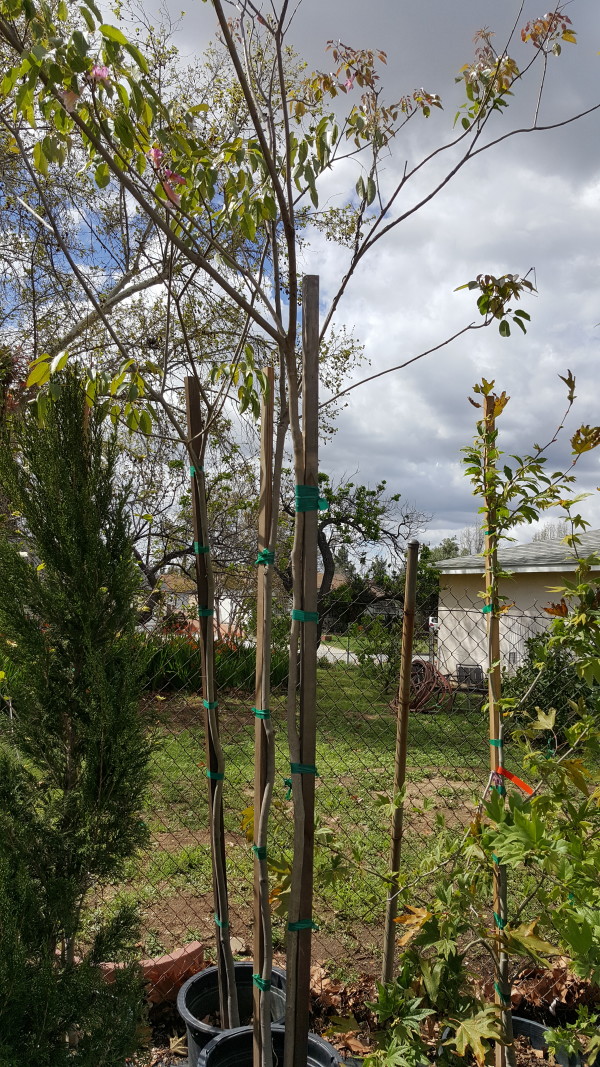 Tabebuia impetiginosa (Tabebuia ipe) – Pink Trumpet Tree - Neighborhood ...