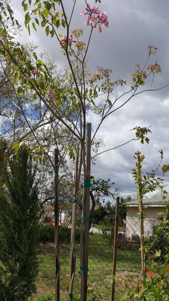 Tabebuia impetiginosa (Tabebuia ipe) – Pink Trumpet Tree - Neighborhood ...
